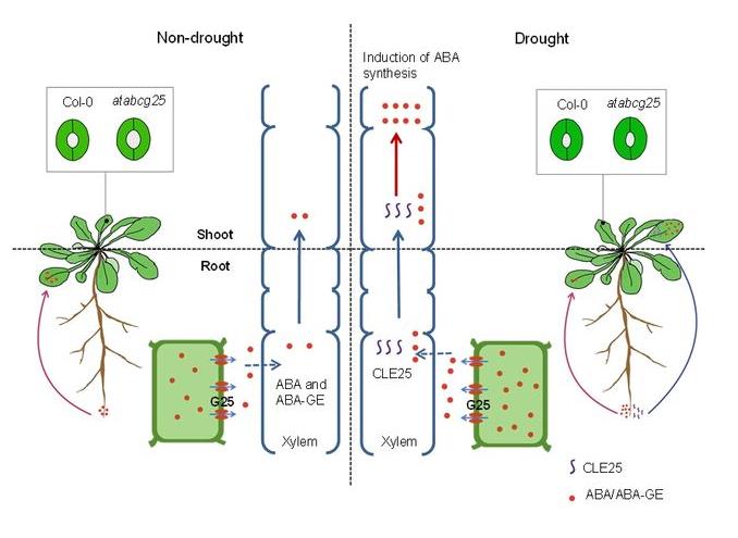 网易新闻：Plant Physiol | 浙江师范大学张可伟课题组揭示ABA长距离运输调控新机制